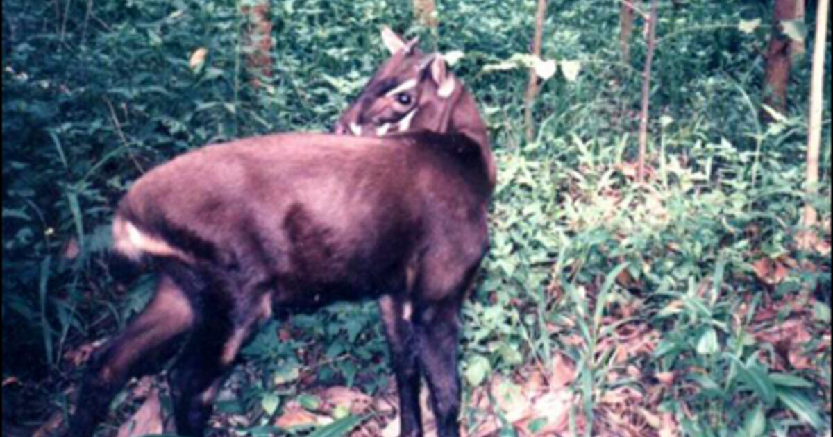The Saola | AMNH