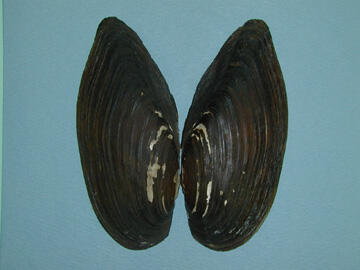 Identifying Features of Freshwater Mussels | AMNH
