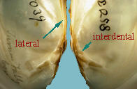 Identifying Features of Freshwater Mussels | AMNH