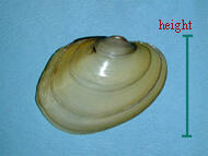 Identifying Features of Freshwater Mussels | AMNH