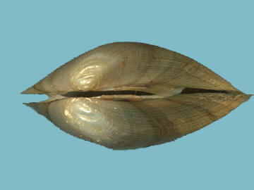 Identifying Features of Freshwater Mussels | AMNH