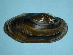 Identifying Features of Freshwater Mussels | AMNH