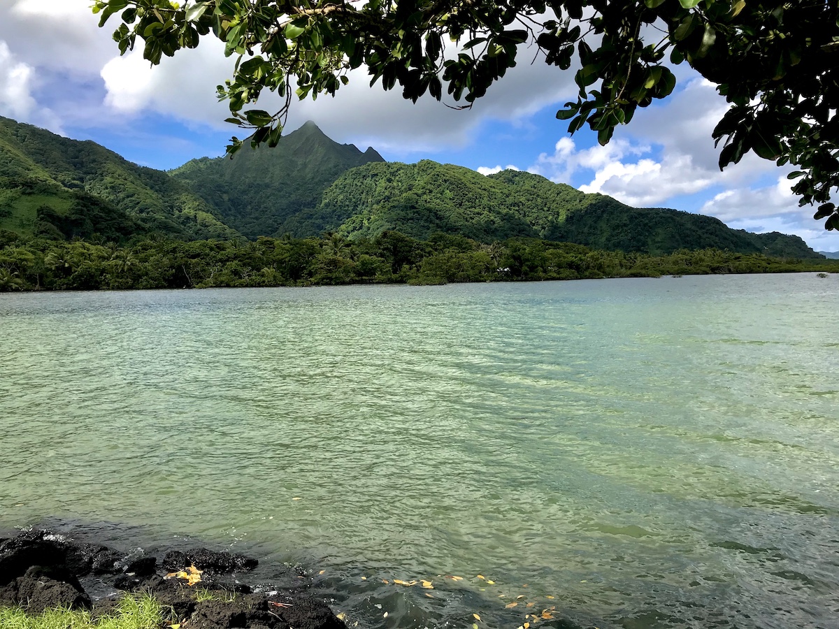 Mangrove Ecology & Restoration in American Samoa | AMNH