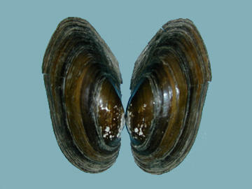 Identifying Features of Freshwater Mussels | AMNH