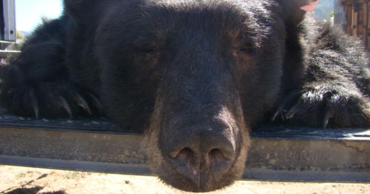 Impact of Human Activity on Black Bear Habitats in the Western Great ...