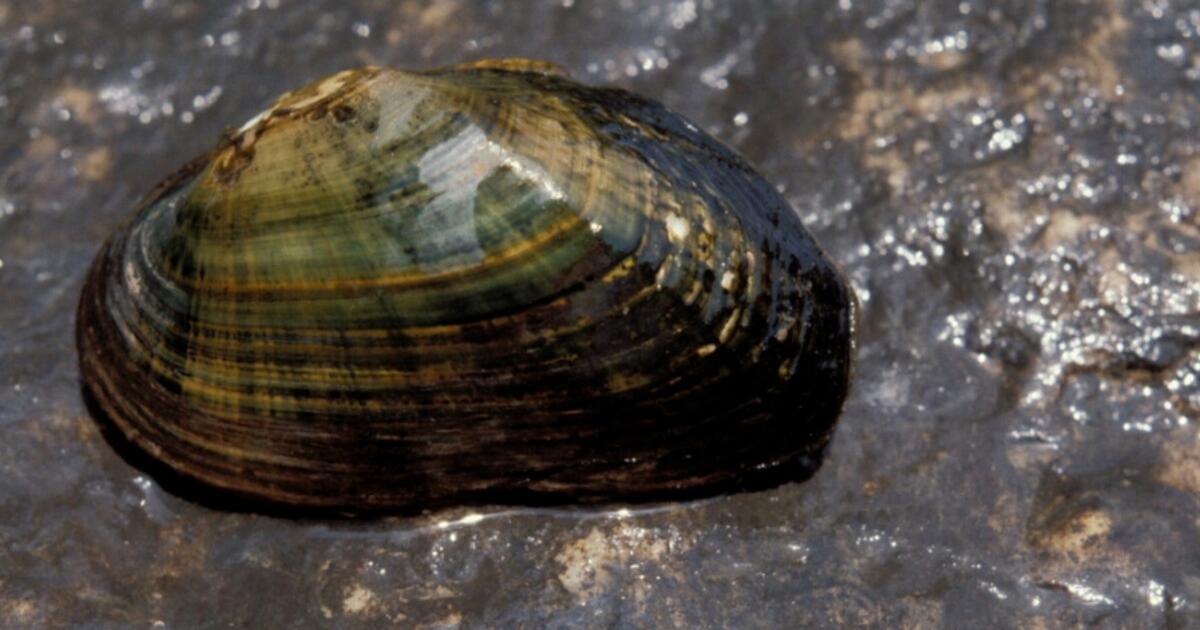 Guide to Freshwater Mussels of New York and New Jersey | AMNH
