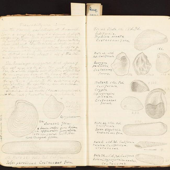 Lessons in Conservation 14: Diverse Skills in Conservation | AMNH