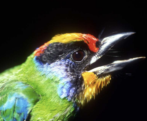 LinC 2: Adaptive Management, Protected Areas, Reserve Design | AMNH