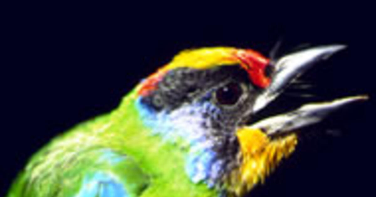 2013 Mack Lipkin Panel Discussion | AMNH