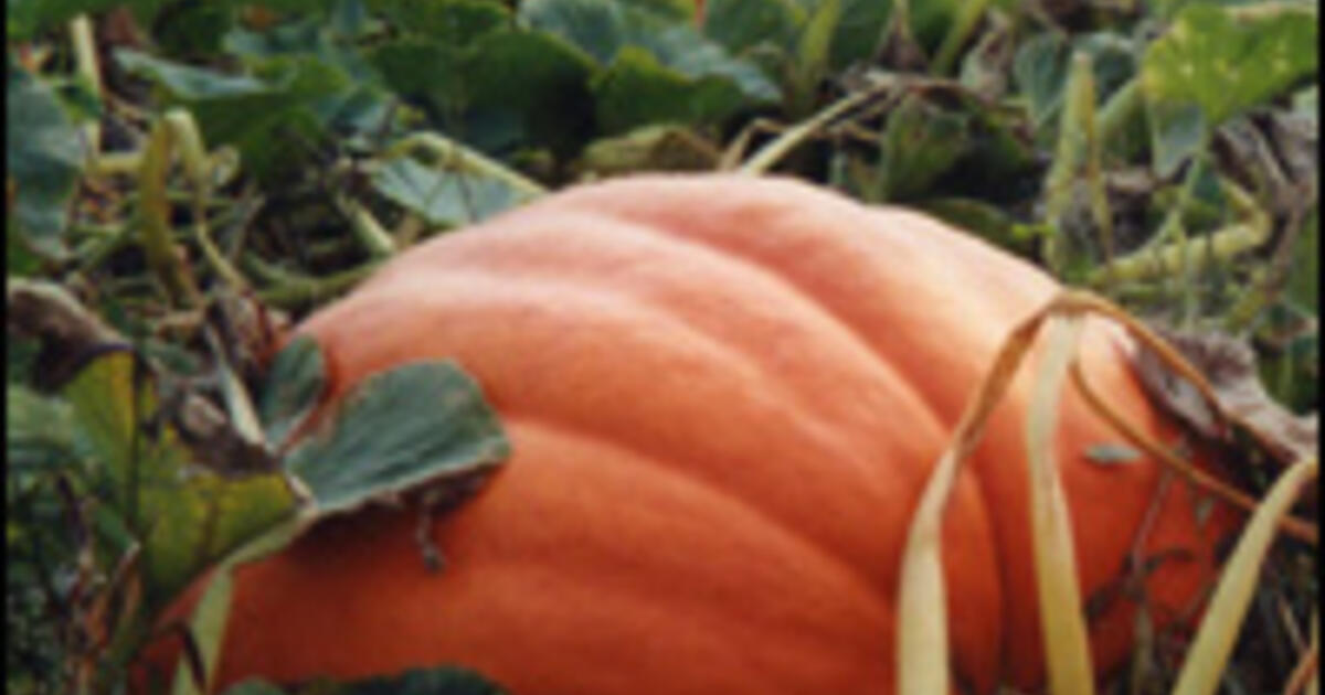 Science Topic: Food | American Museum of Natural History