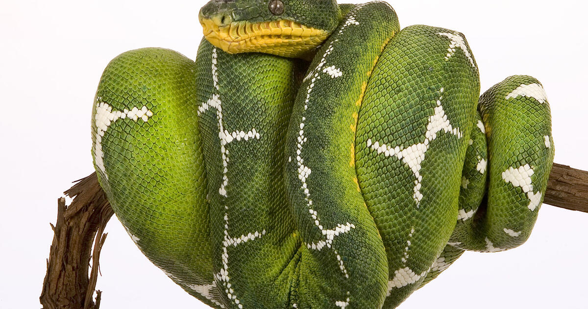 Herpetology: Visiting the Collection | AMNH