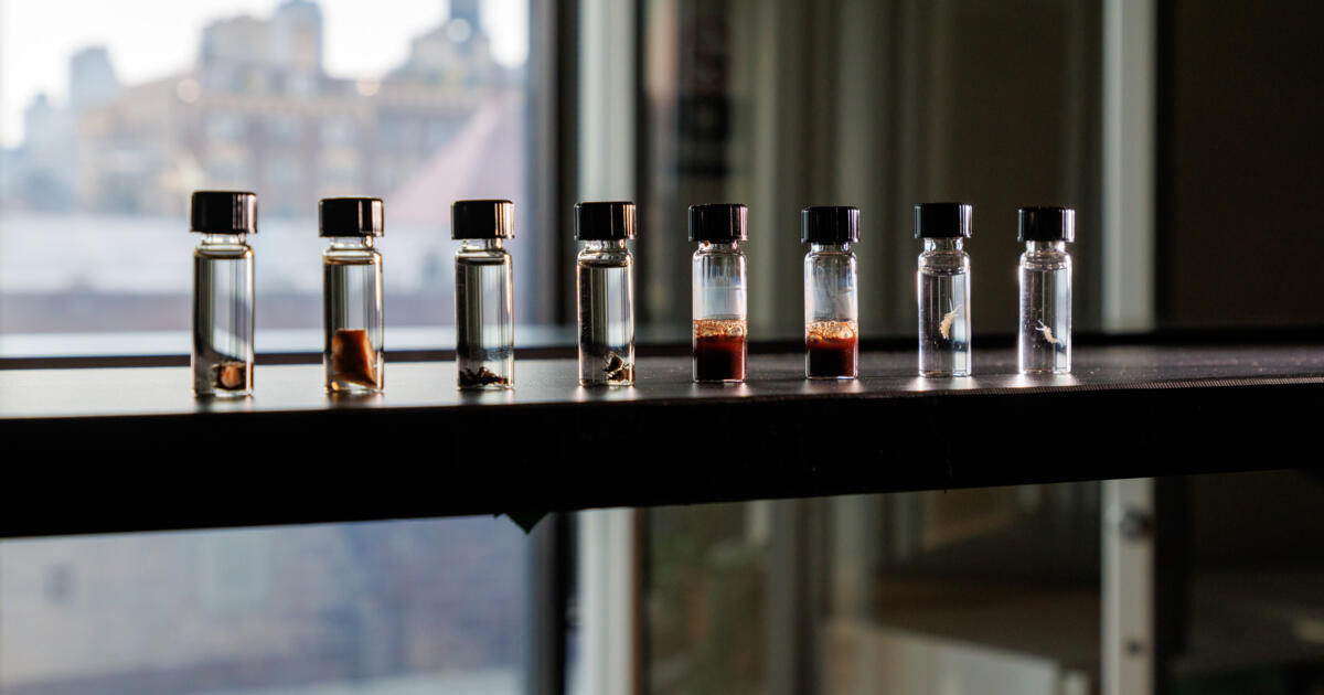 Molecular Labs | American Museum of Natural History
