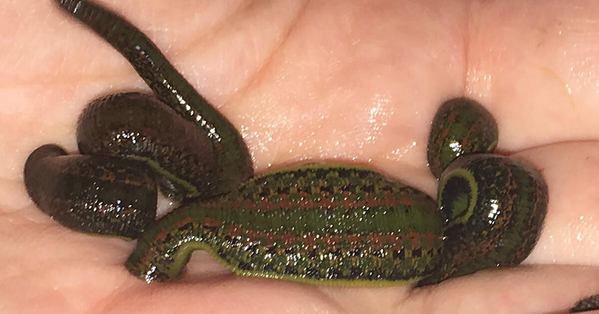 Phylum Annelida Leech