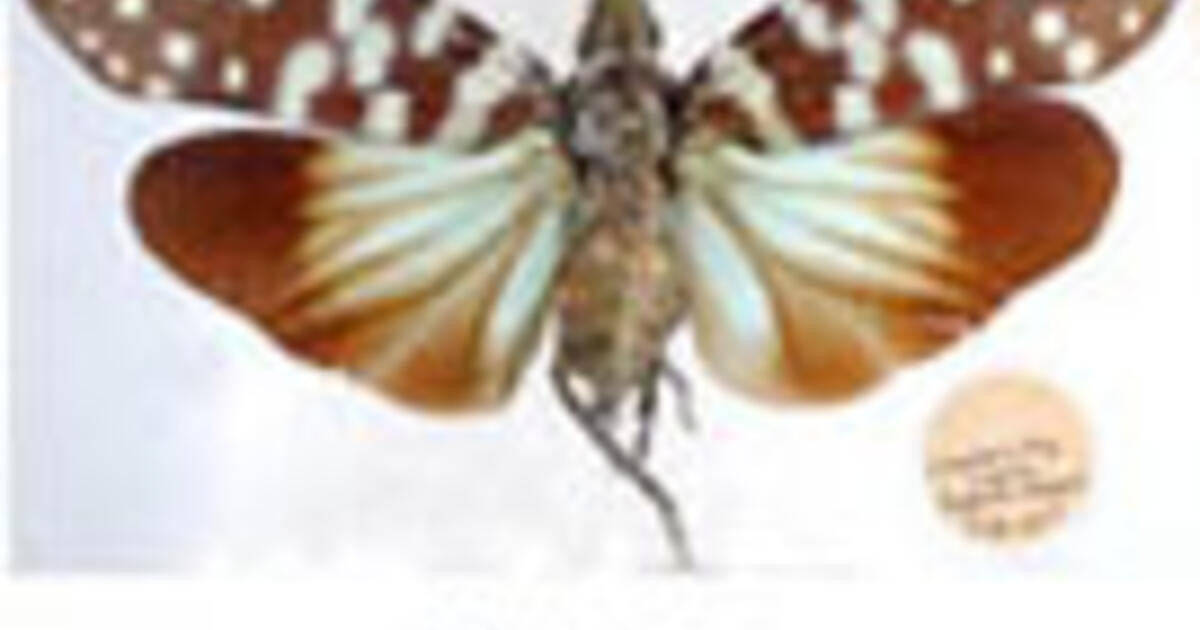 Auchenorrhyncha collection | AMNH