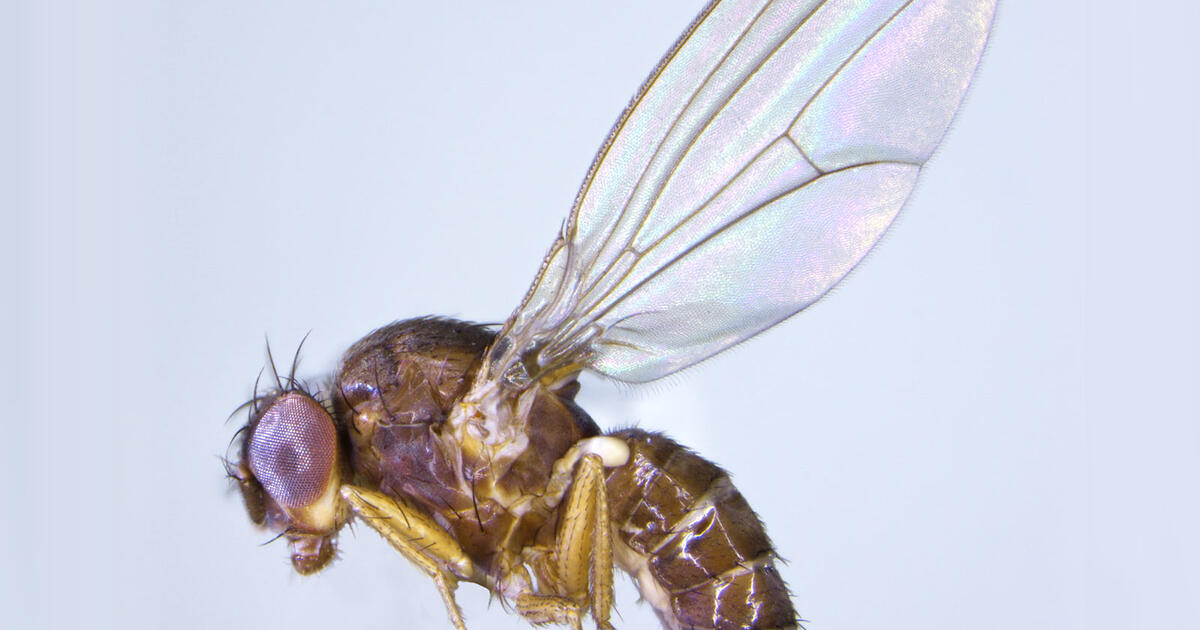 Diptera Collection | AMNH