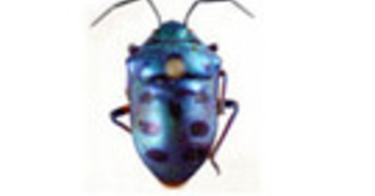 Other Specimen Databases, Catalogues & Projects | AMNH