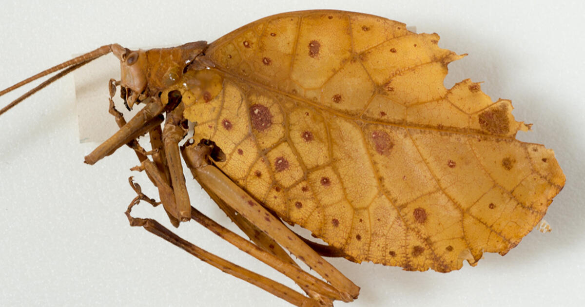 Other Insect Orders | AMNH