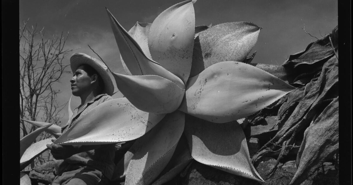 The Photographs and Archive of Thomas Baillie MacDougall | AMNH