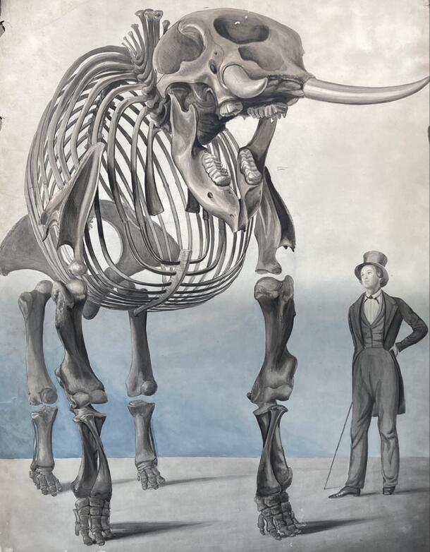 The Story of the Warren Mastodon | AMNH