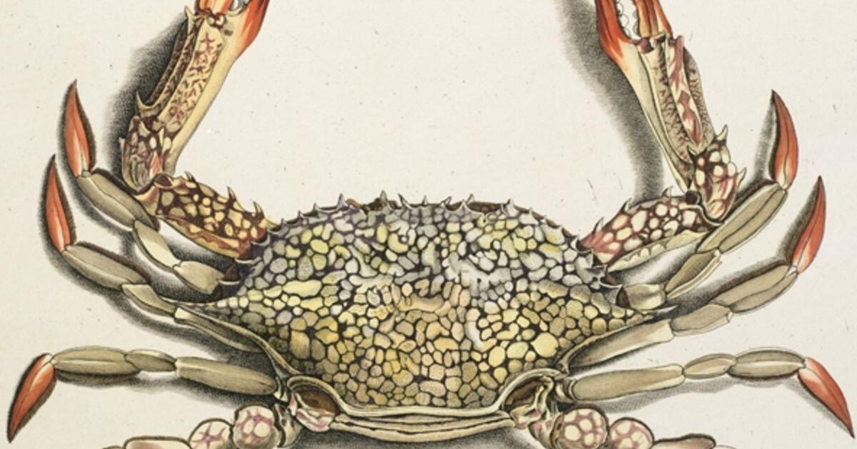 Image Database Launched: Digital Special Collections | AMNH