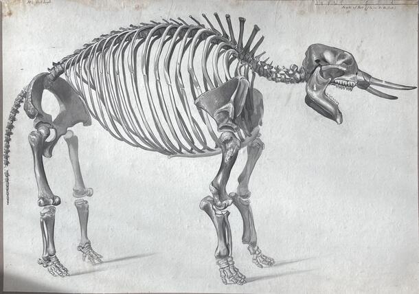 The Story of the Warren Mastodon | AMNH