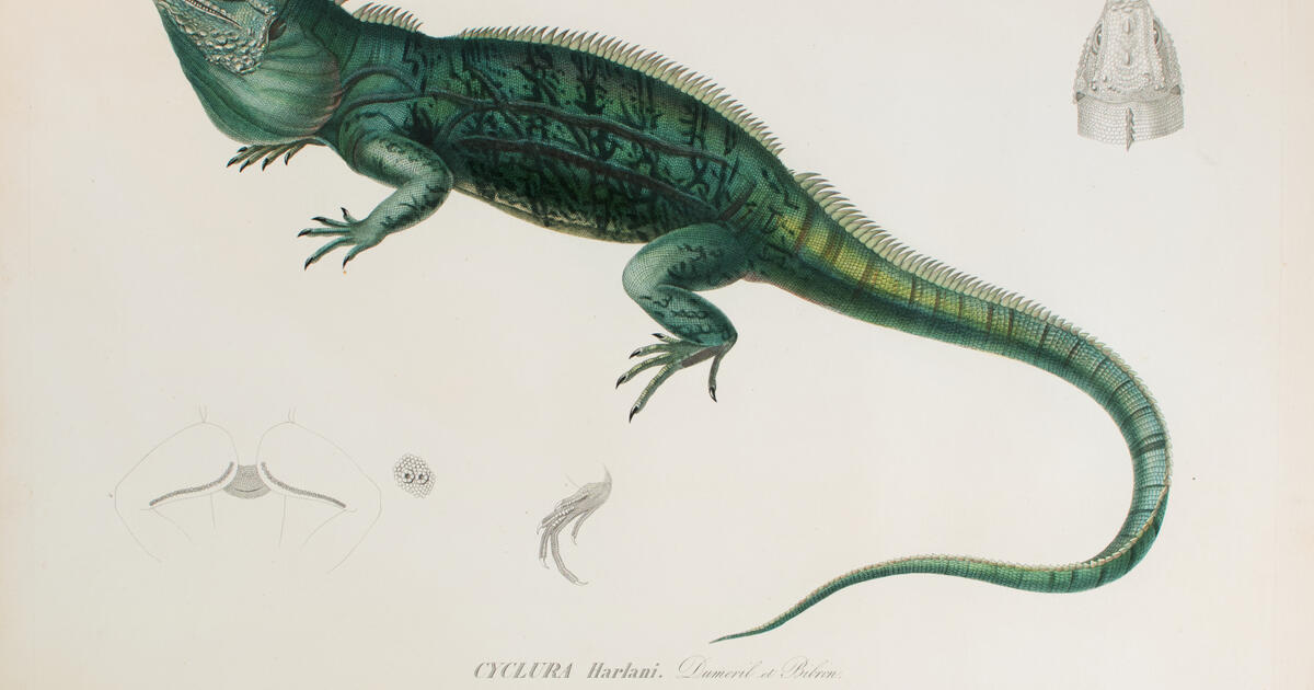 Cuban Archives of the AMNH Research Library | AMNH