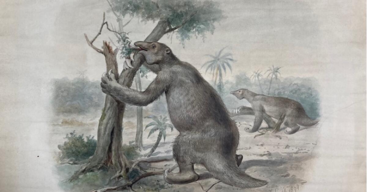 The Department of Vertebrate Paleontology Archives | AMNH