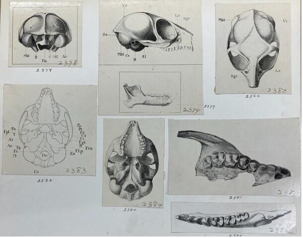 Unearthing the joint history of VP and Columbia | AMNH