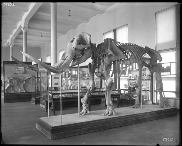 The Story of the Warren Mastodon | AMNH