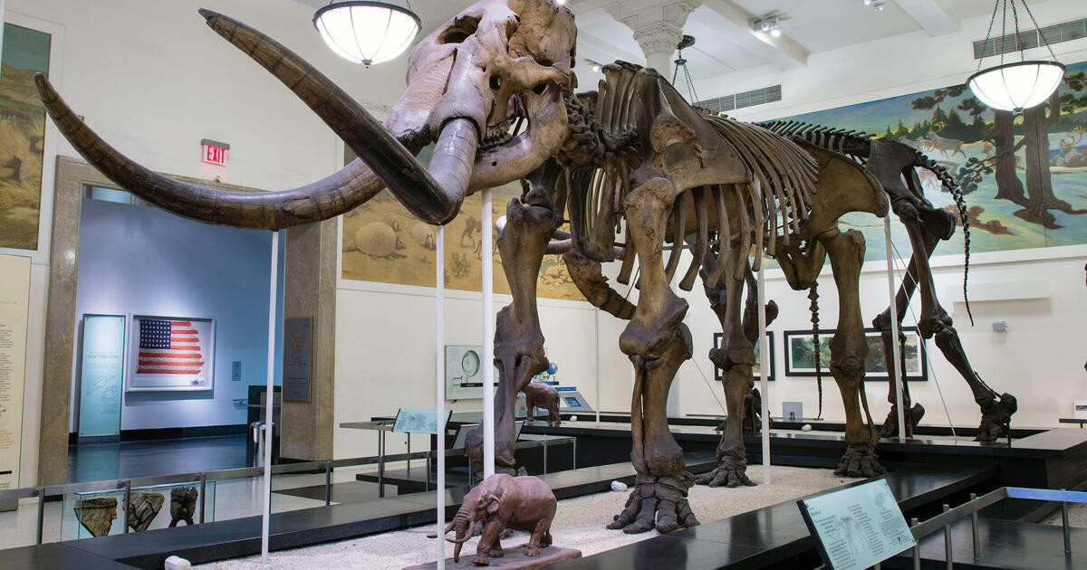 The Story of the Warren Mastodon | AMNH