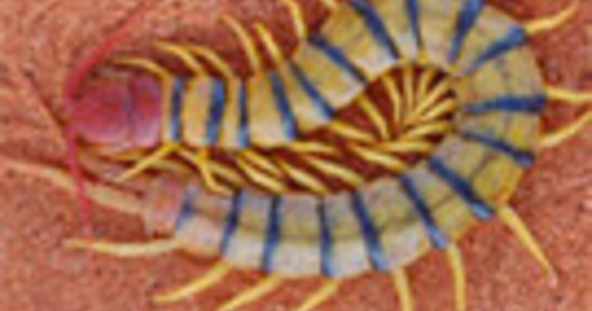 Loans of Invertebrate Zoology Specimens | AMNH