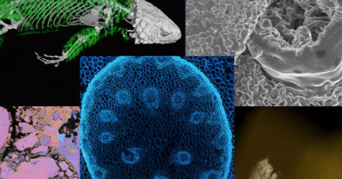 Microscopy and Imaging Facility | AMNH