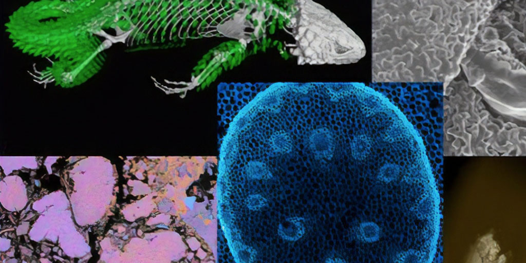 Microscopy and Imaging Facility | AMNH