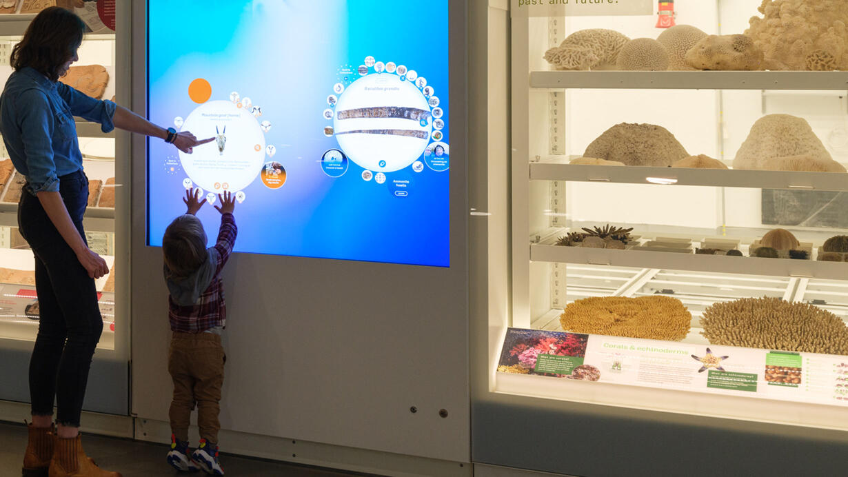 Conservation Case Studies - Echinoderms | AMNH