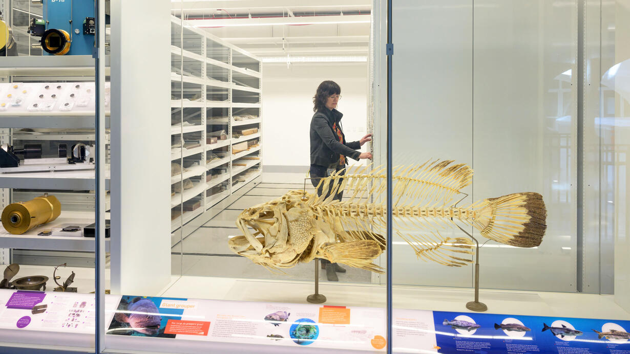 Conservation Case Studies - Grouper Skeleton | AMNH