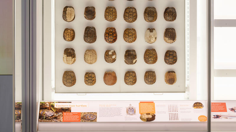 Collections Core - Turtle Shells | AMNH