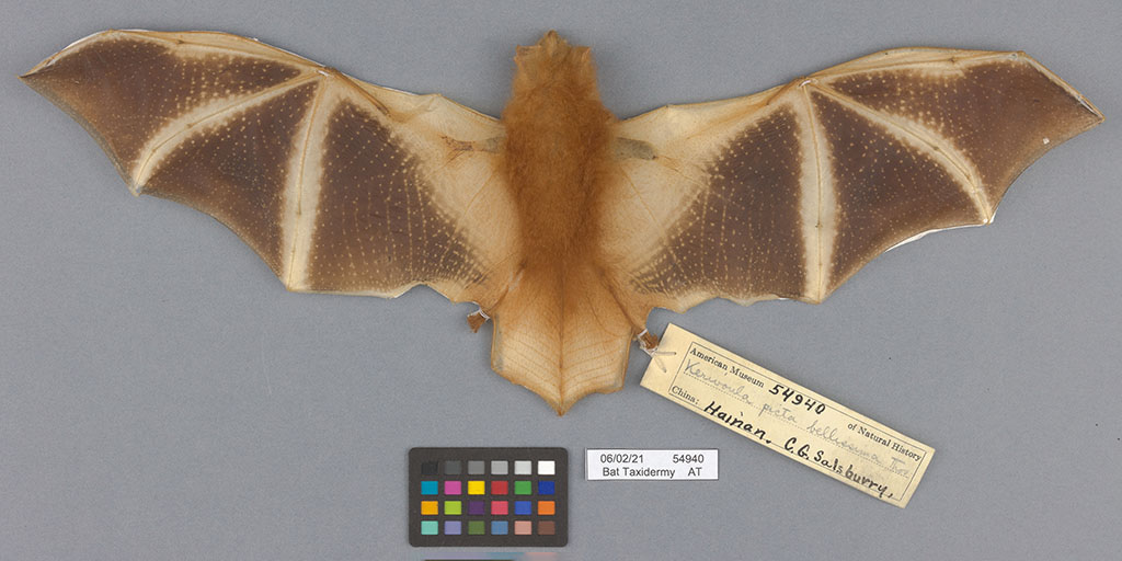 Conservation Case Studies: Bats | AMNH