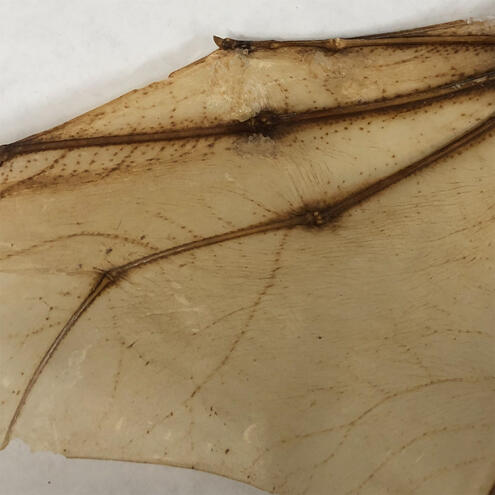 Conservation Case Studies: Bats | AMNH