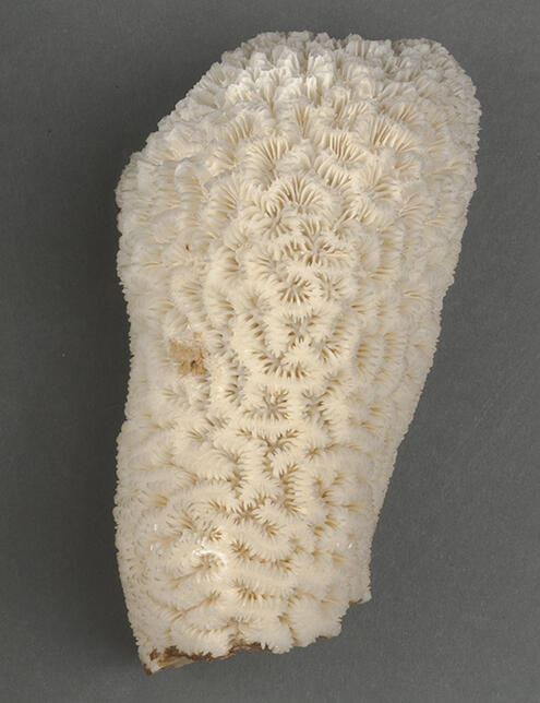 Conservation Case Studies - Corals | AMNH