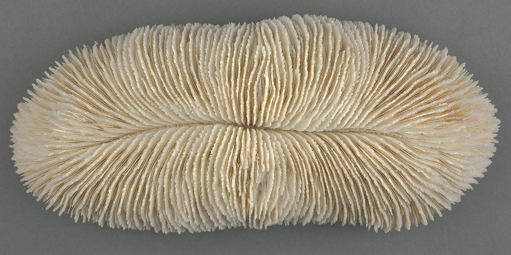 Conservation Case Studies - Corals | AMNH