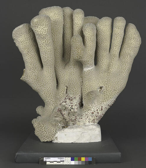 Conservation Case Studies - Corals | AMNH