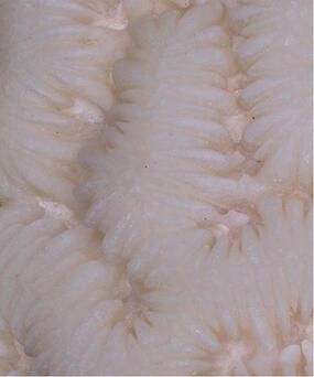 Conservation Case Studies - Corals | AMNH