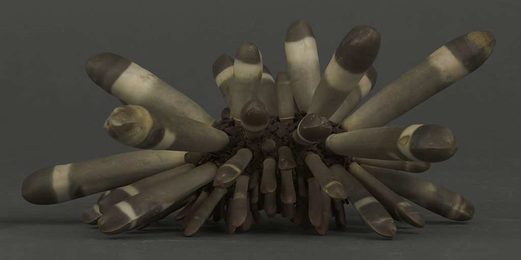 Conservation Case Studies - Echinoderms | AMNH