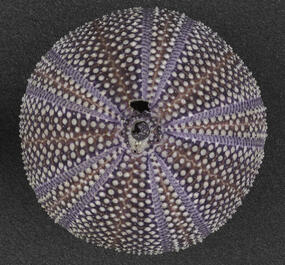 Conservation Case Studies - Echinoderms | AMNH