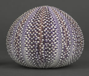 Conservation Case Studies - Echinoderms | AMNH