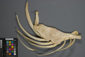 Conservation Case Studies - Grouper Skeleton | AMNH