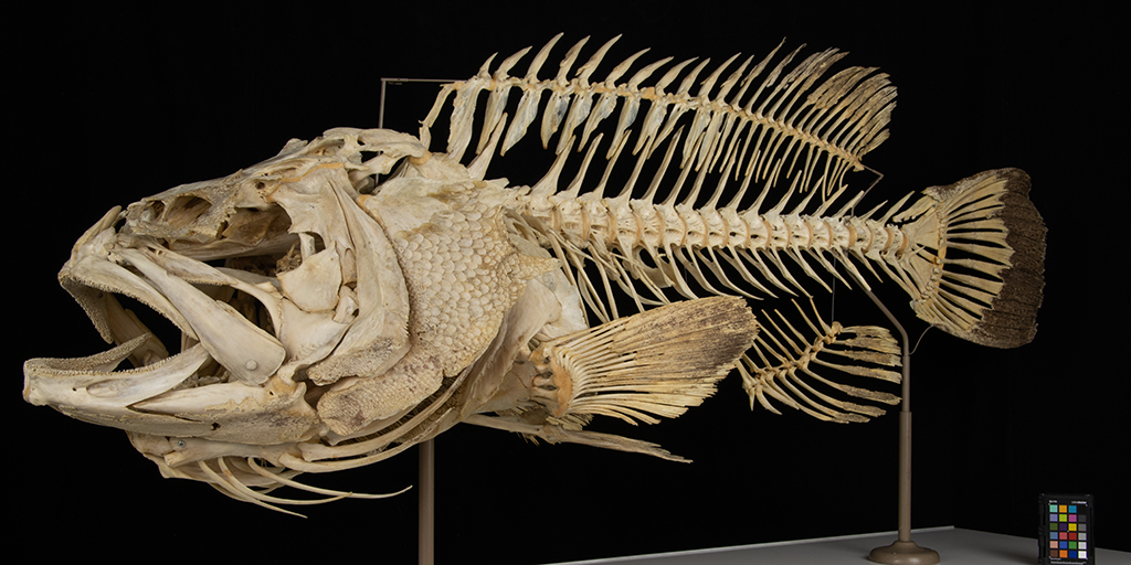 endoskeleton fish