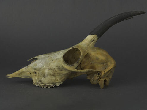 Conservation Case Studies - Horns and Antlers | AMNH