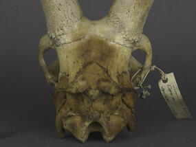 Conservation Case Studies - Horns and Antlers | AMNH