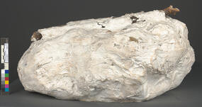 Conservation Case Studies - Jacketed Fossil Specimens | AMNH